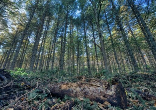 Forestry Business | Shingu Shoko,Ltd